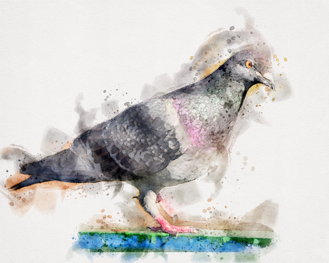 PIGEON Painting, Printable Bird Print, Watercolor Bird Prints, Pigeon ...