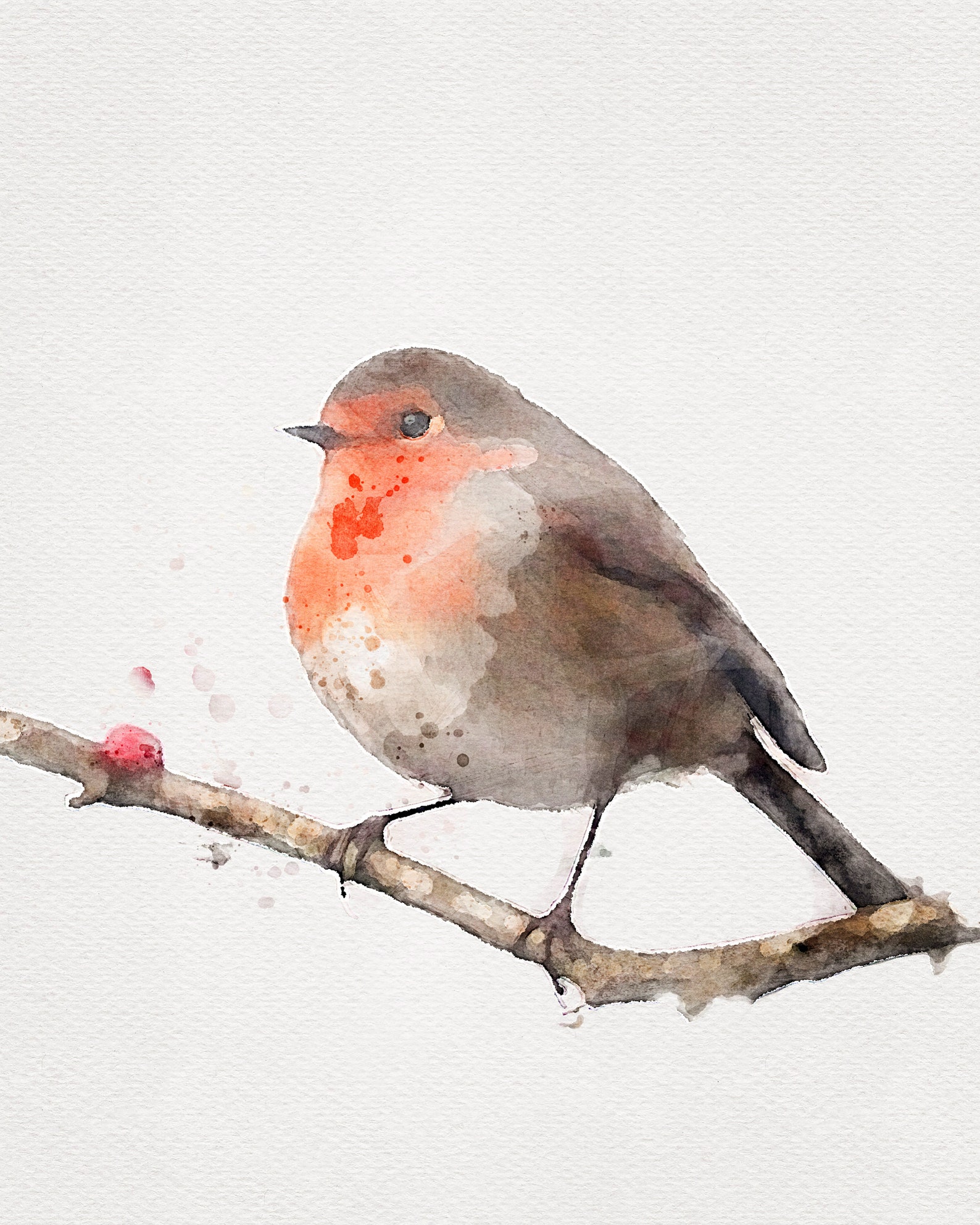 ROBIN Watercolor Bird on Branch Robin Painting European | Etsy