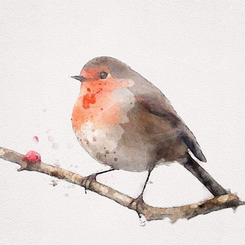 Robin Watercolour - Etsy UK