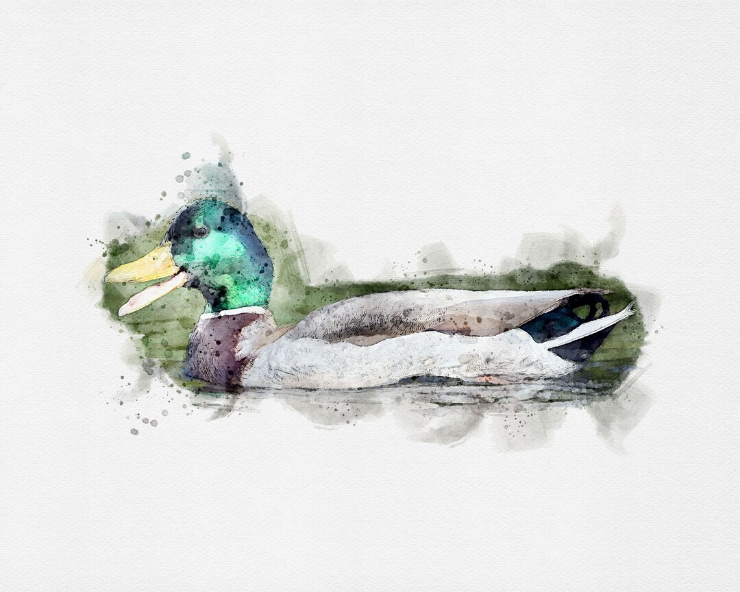 Male Mallard Duck Smiling Watercolor, Mallard Duck Watercolor Painting ...
