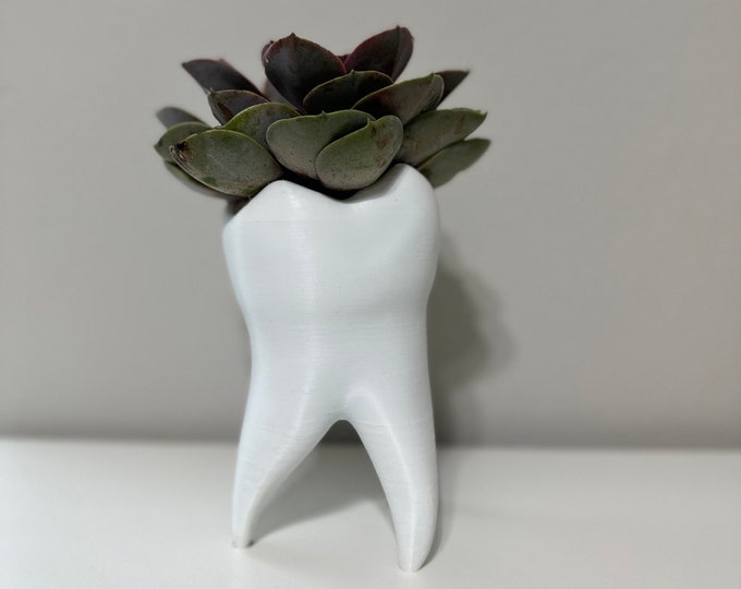 Medium Oval Ceramic Tooth Planter - Etsy