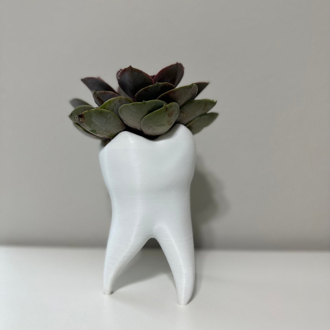 Tooth Shape Plant Pot Cute Tooth Planter Dentist Gift Ideas Tooth Home ...
