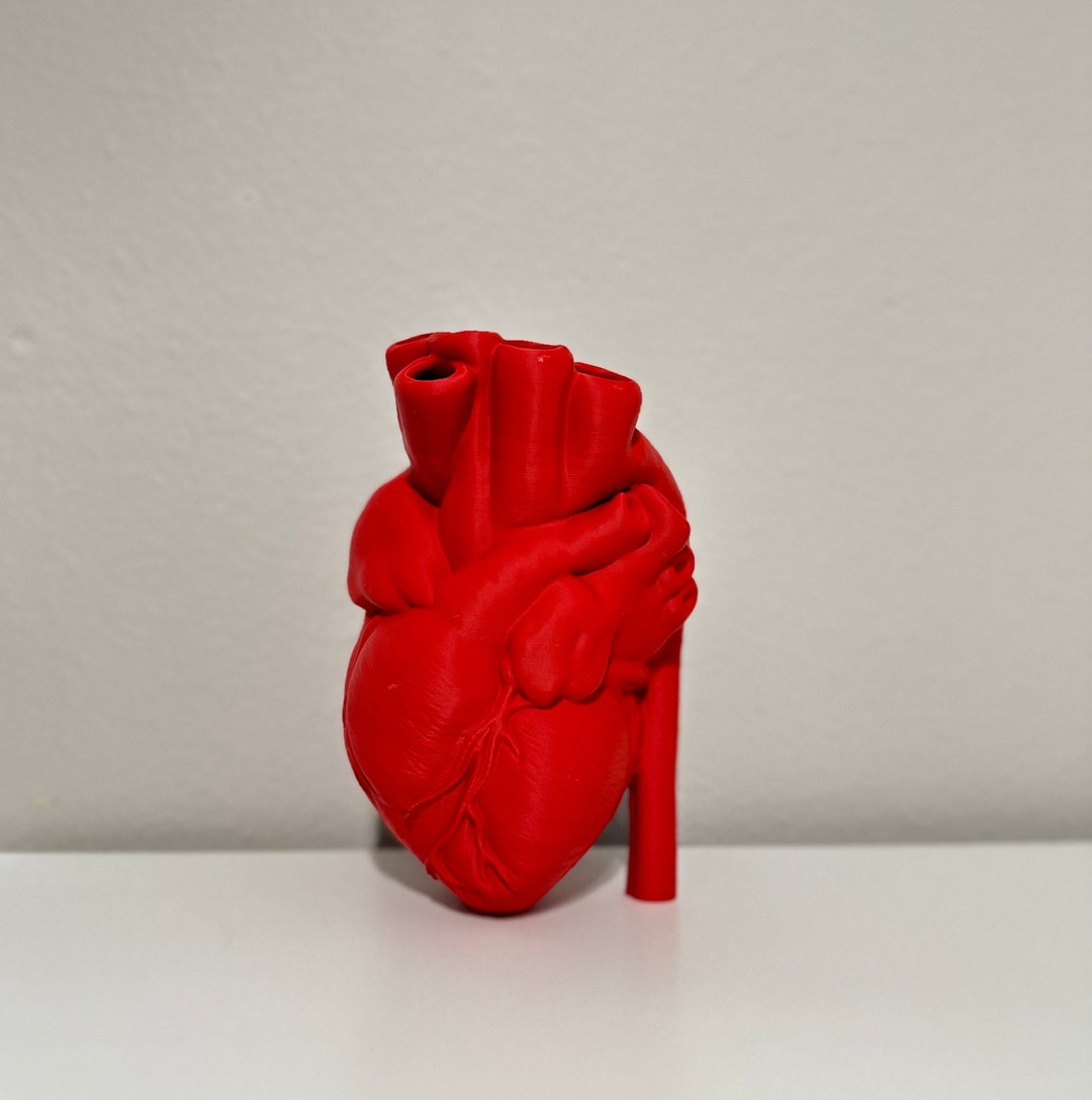 Human Heart Vase, 3D Printed Vase, Realistic Human Heart, Decor ...