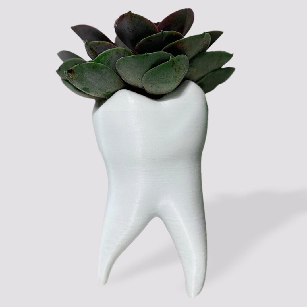 Tooth Shape Plant Pot - Cute Tooth Planter - Dentist Gift Ideas - Tooth ...