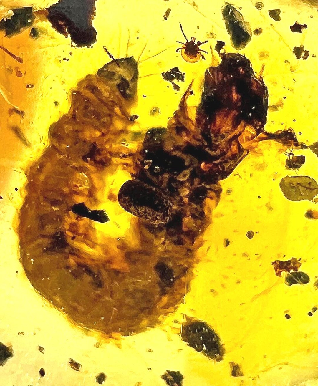 Amber Pendant: Larva and Tick From the Age of Dinosaurs - Etsy
