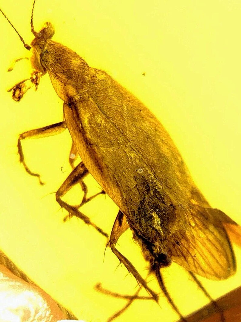 Alienoptera: Burmite Amber From the Age of the Dinosaurs - Etsy