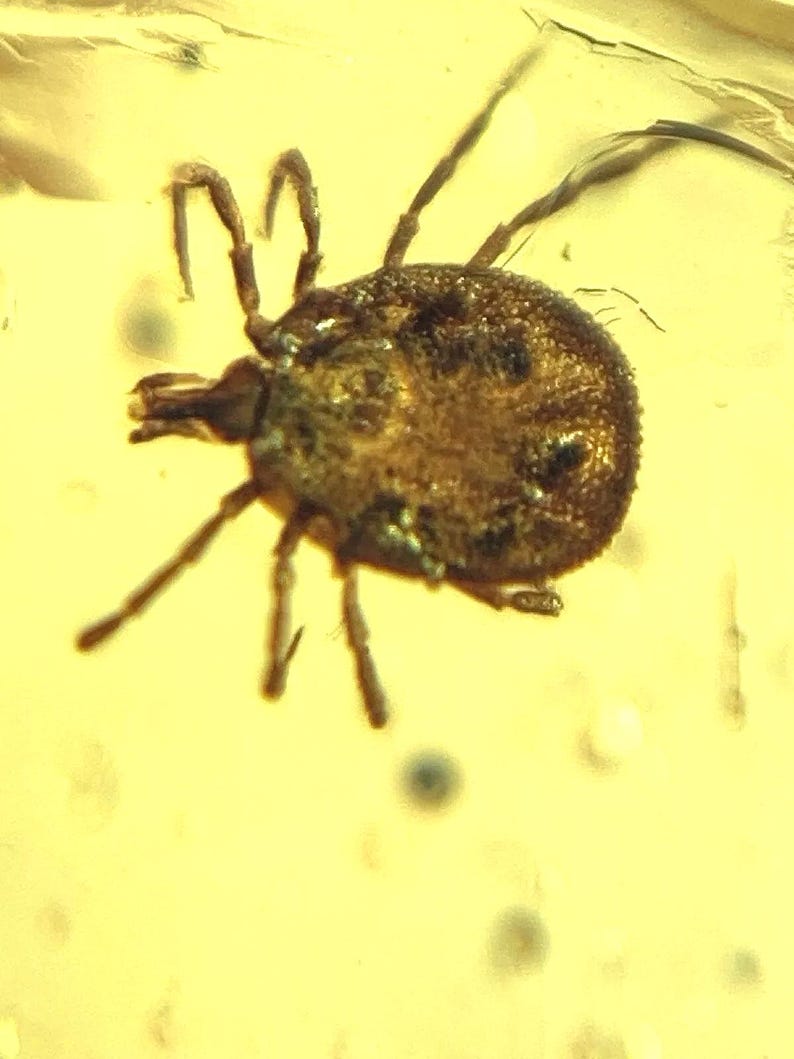 Real Tick (Khimairidae): Burmite Amber from the Age of Dinosaurs - Etsy ...