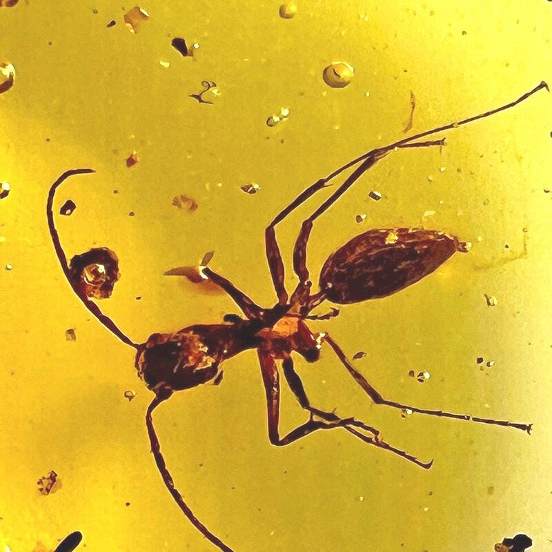 Myanmar Amber Ants - Etsy