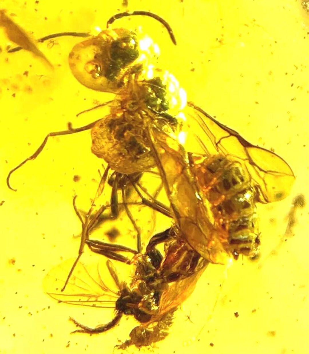 Spheciform Wasp & Fungus Gnat: Burmite Amber From the Age of Dinosaurs ...