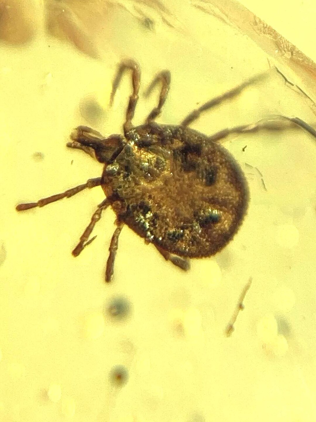 Real Tick (Khimairidae): Burmite Amber from the Age of Dinosaurs - Etsy ...