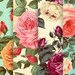 Cabbage Rose, Cabbage Roses, Rose Clipart, Roses Clipart, Floral ...