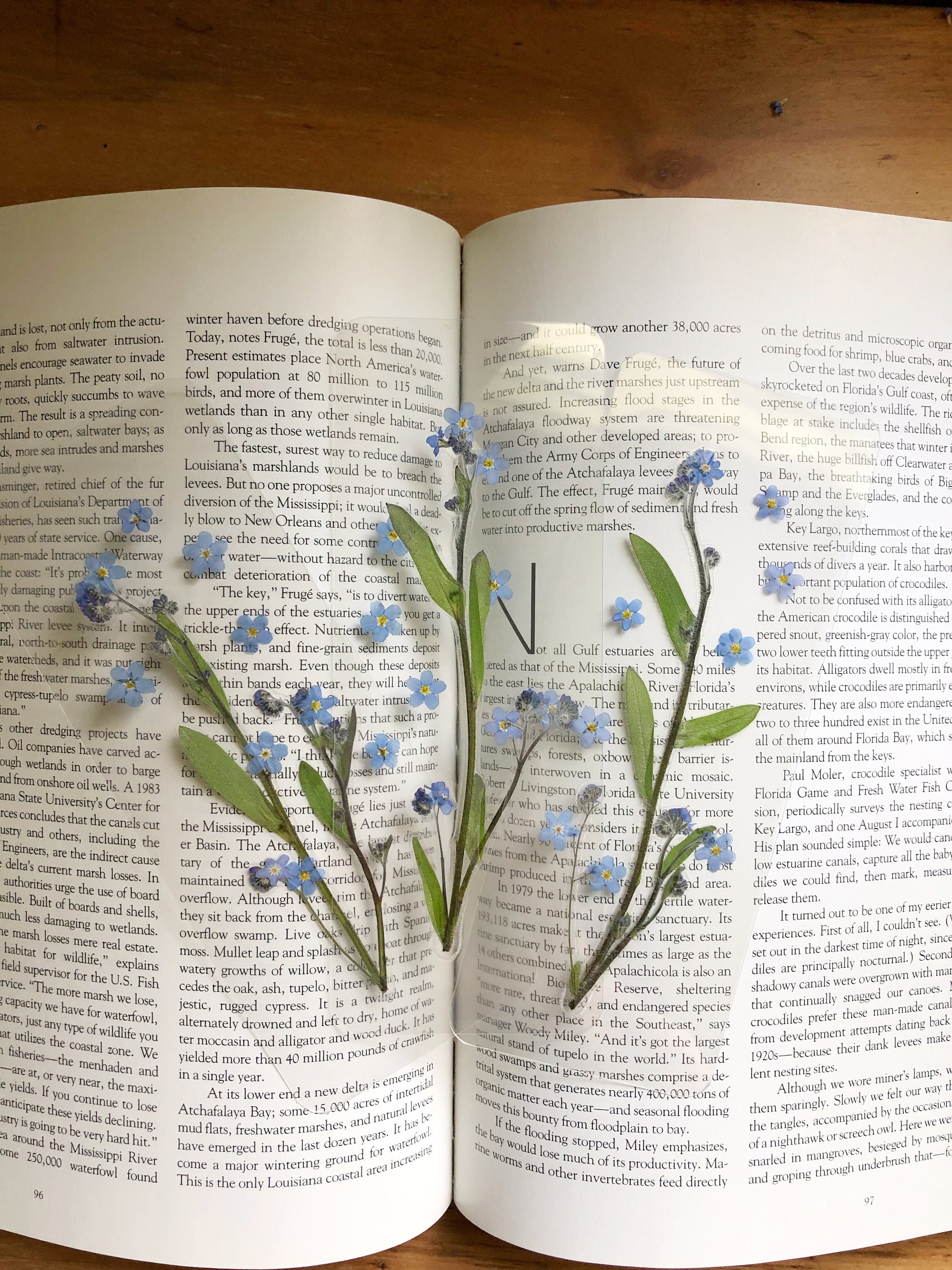 Real Forget Me Nots Laminated Bookmarks - Etsy