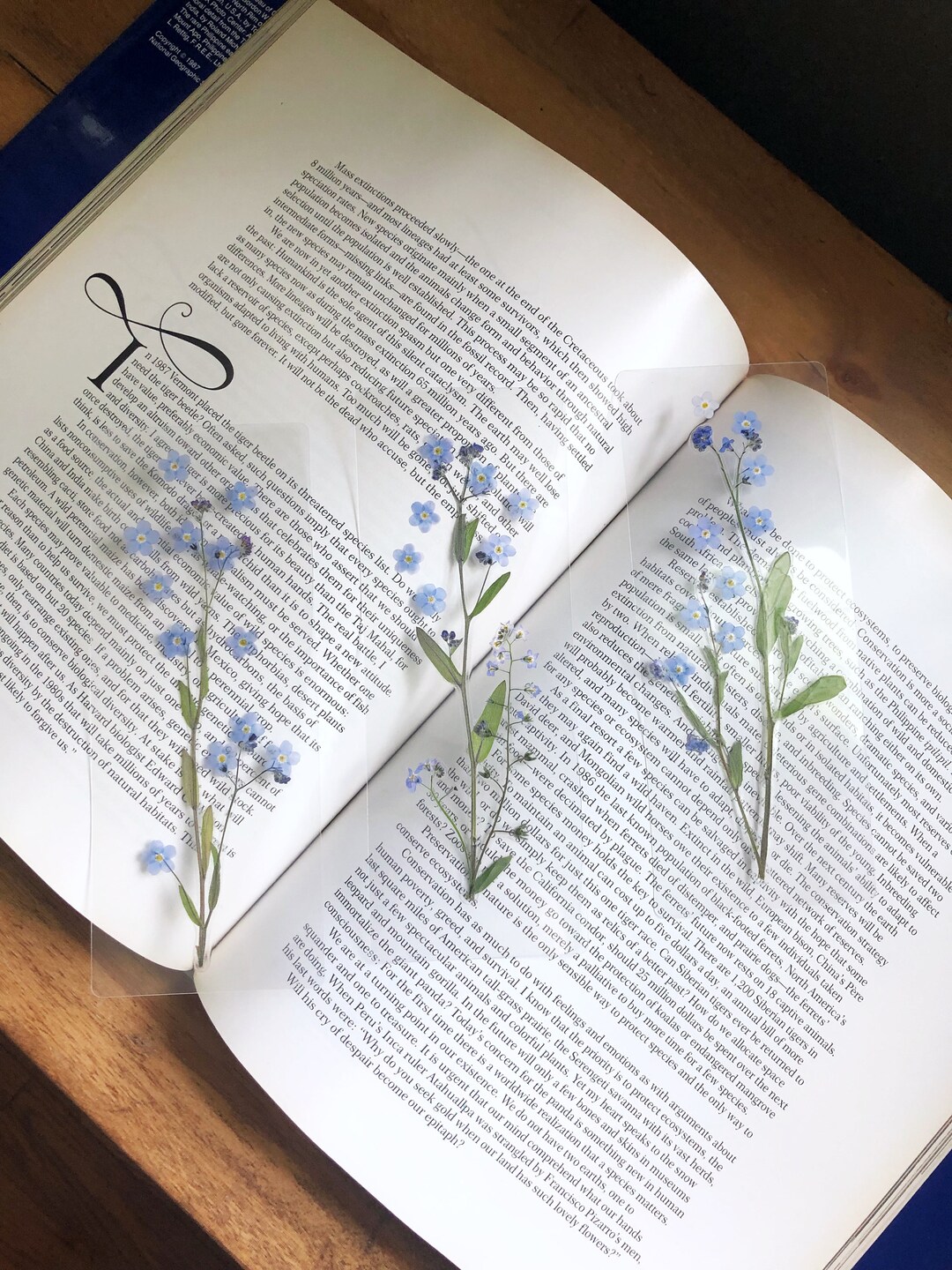 Real Forget Me Nots Laminated Bookmarks - Etsy