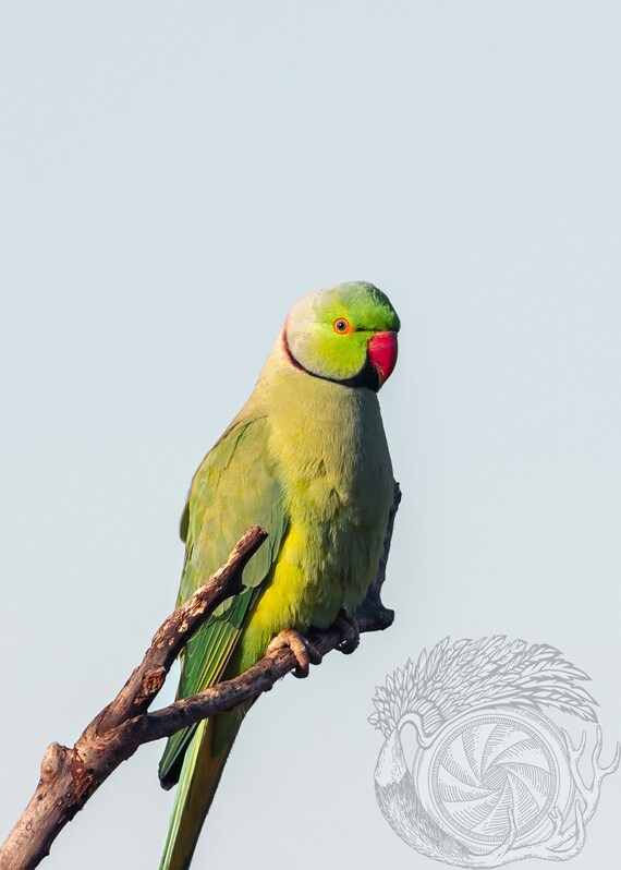 Colourful Parakeet London Bird Photo Print UK Wildlife - Etsy