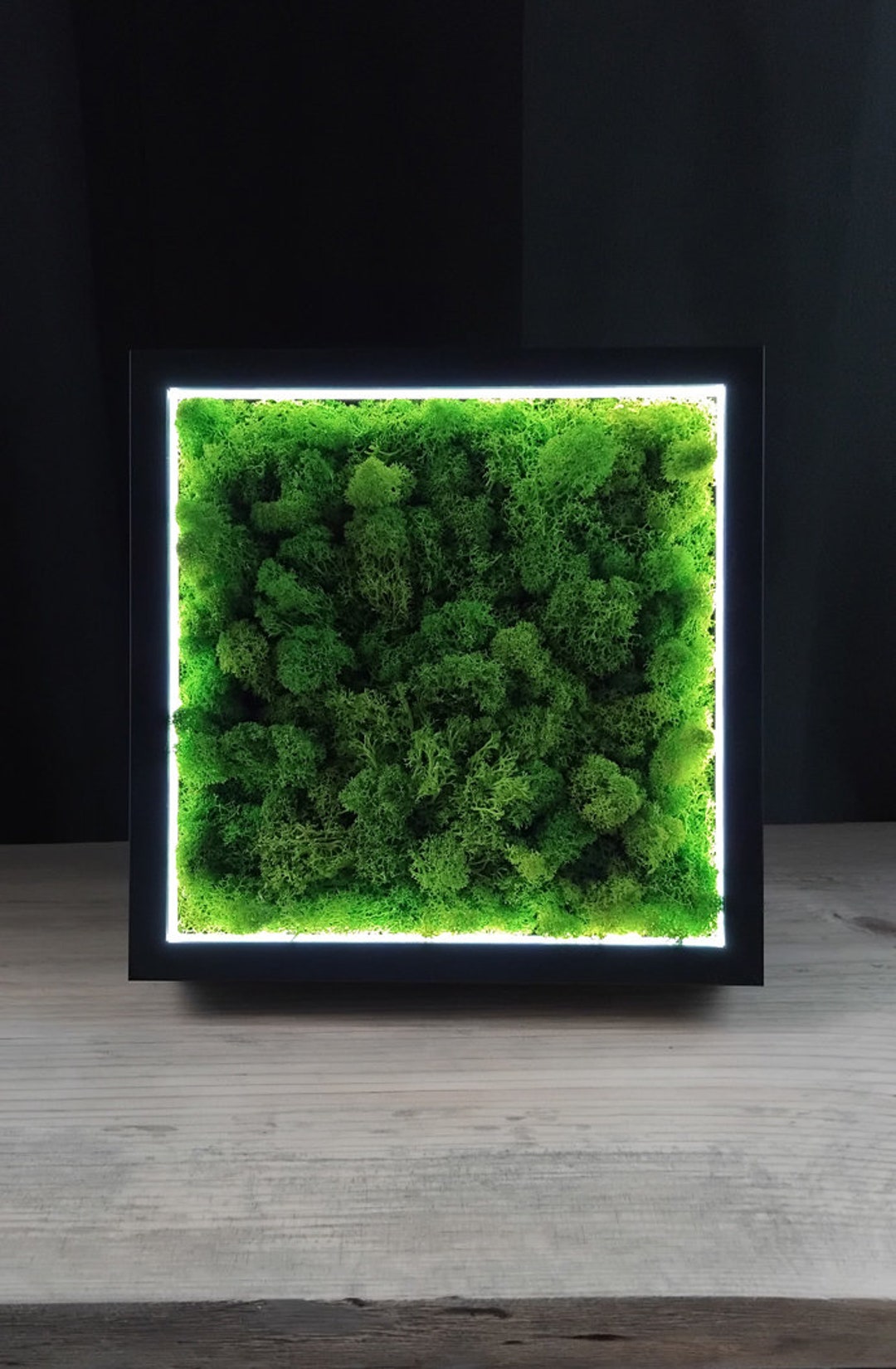 Stabilized Moss LED Lights Desk, Wall Frame - Etsy