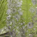 Green Wedding Lengha Stylish Designer Lehenga Choli Indian Pakistani ...