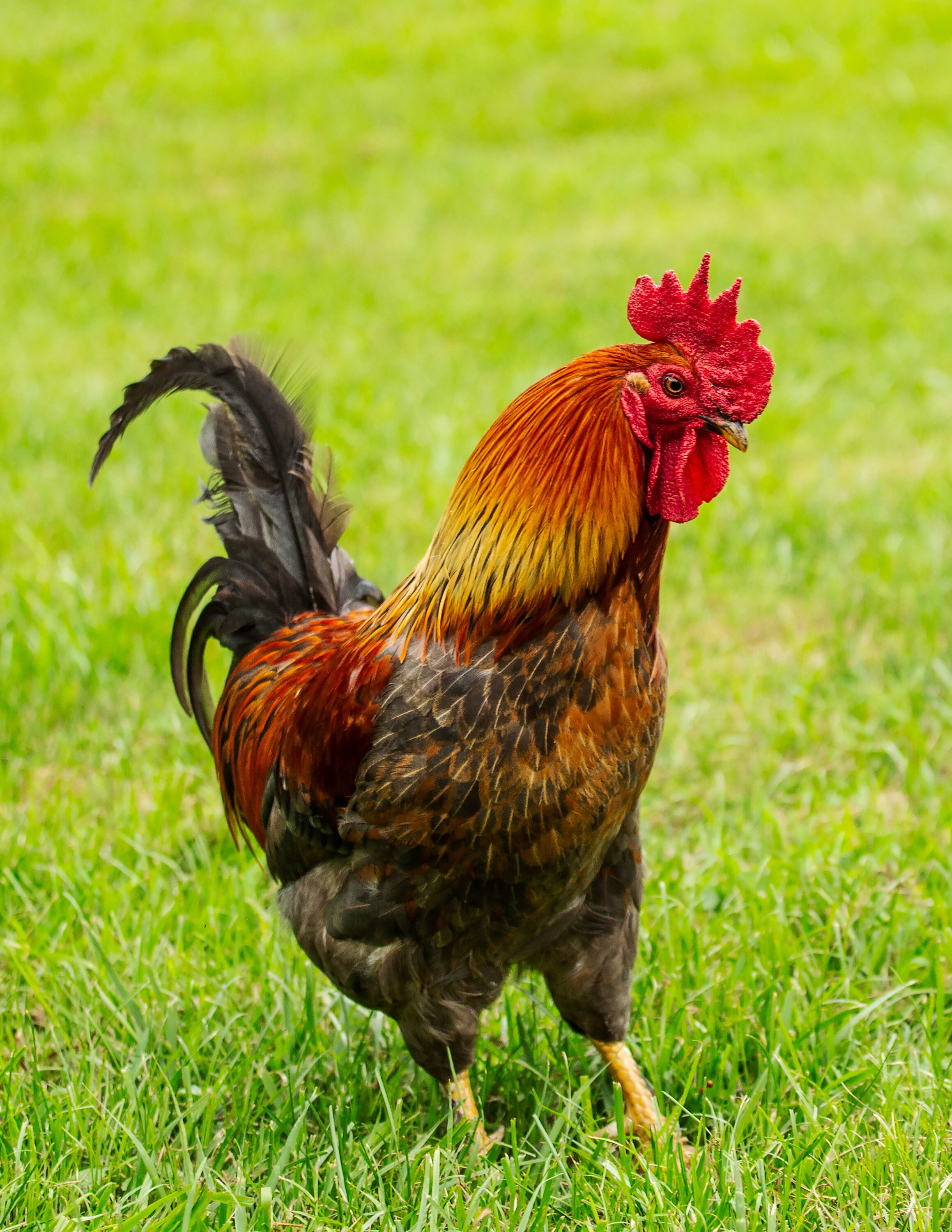 Original Photography of Rooster Running Free in Summer Green Grass - Etsy