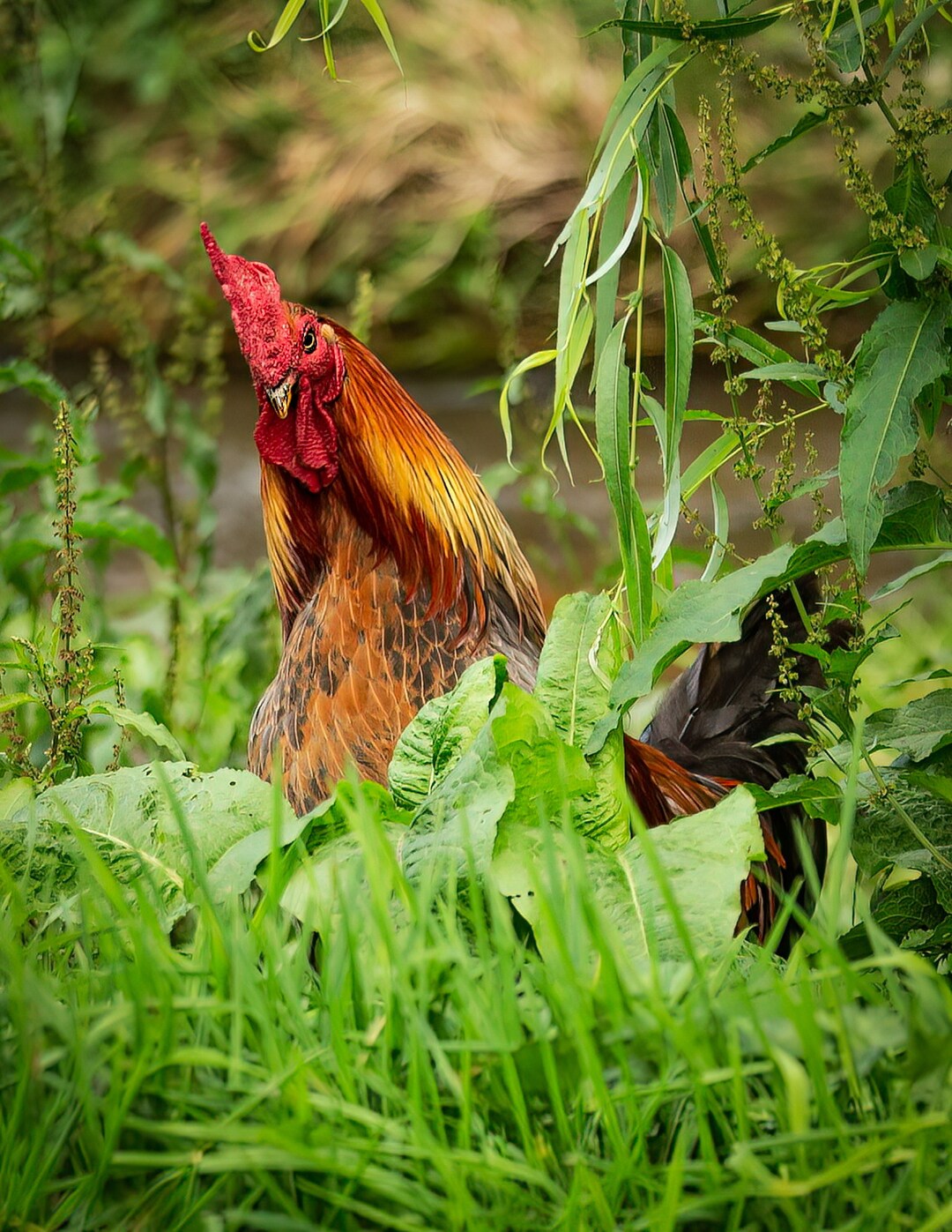 Free Range Red Rooster Playing Hide and Seek on North Caroline Farm ...
