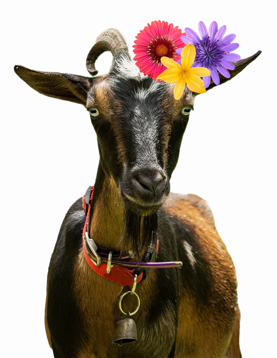 One Horned Pet Pygmy Goat With Flowers Behind Her Ear Photographic ...