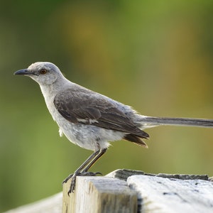 Northern Mockingbird - Bird Digital Download - Printable Photo! - Etsy