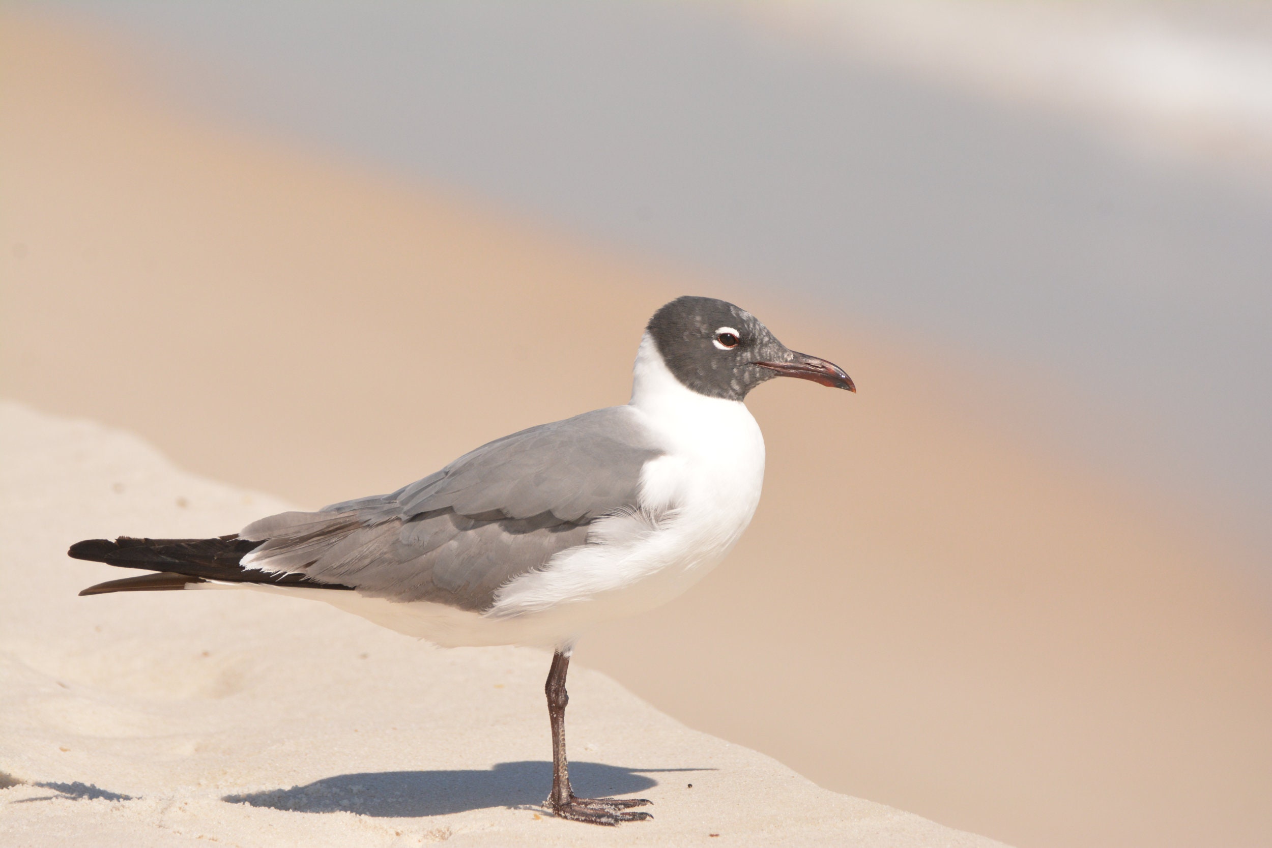 Laughing Gull - Digital Download - Printable Bird Photo Art! - Etsy