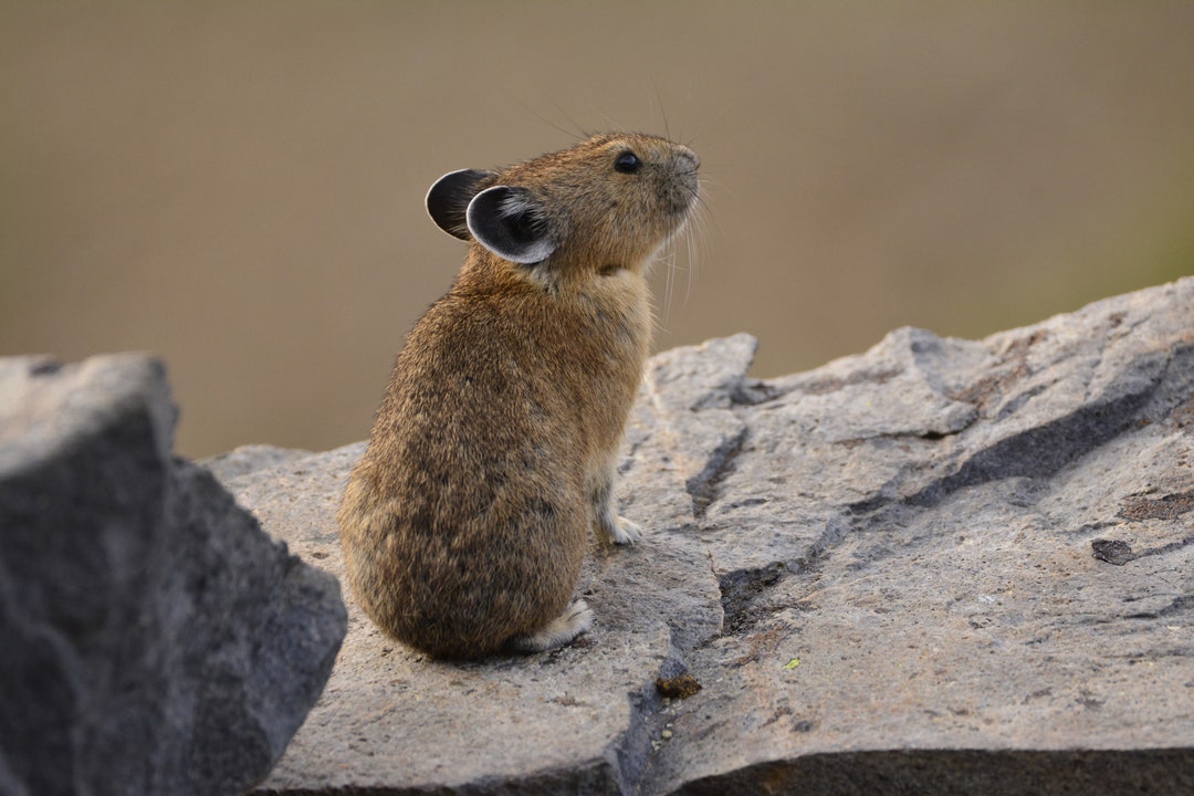American Pika - Digital Download - Cute Animal Printable Bird Photo Art ...