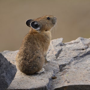 American Pika - Digital Download - Cute Animal Printable Bird Photo Art ...