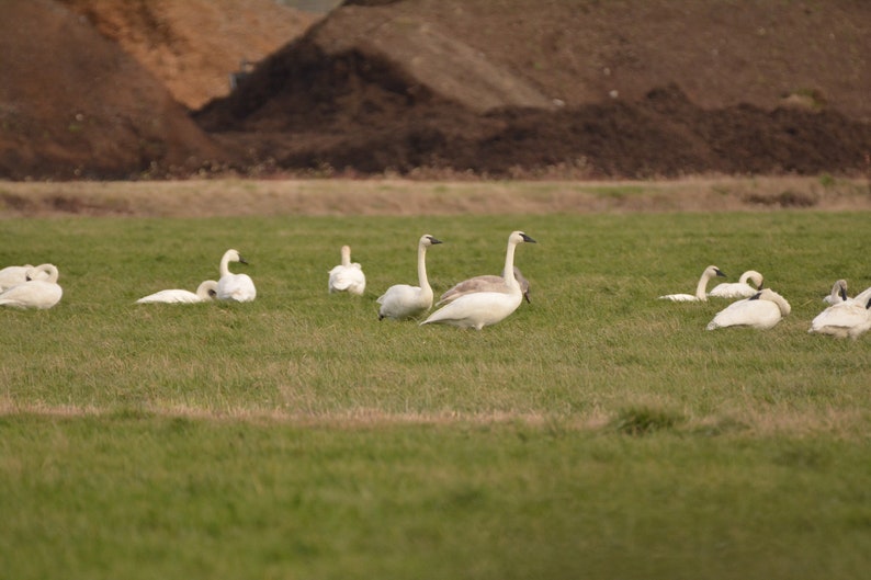 Swan in Field - Digital Download - Printable Bird Photo Art! - Etsy