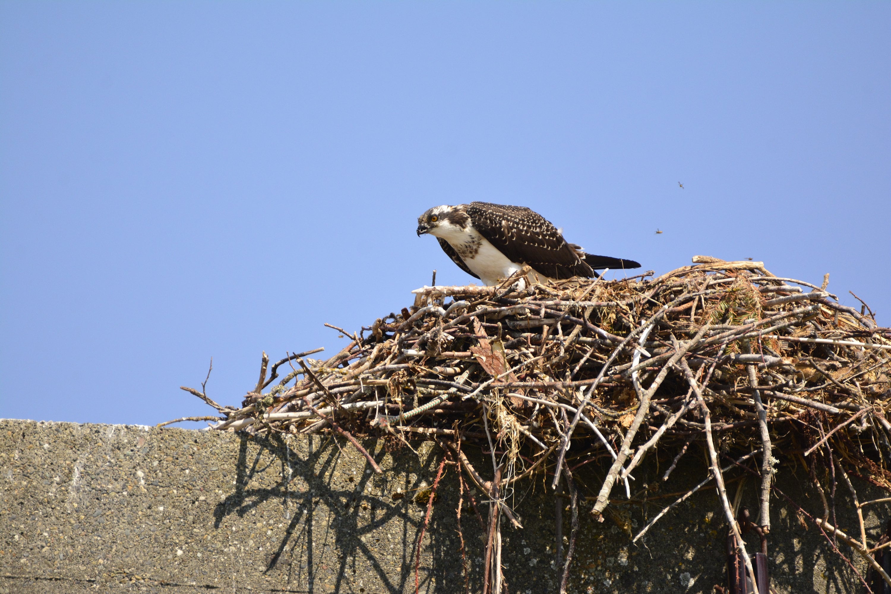 Osprey at Nest - Bird Digital Photo Download - Printable Photo! - Etsy