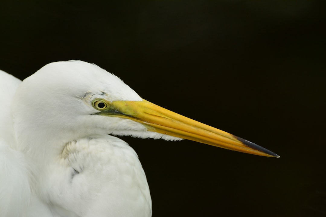 Great Egret Portrait - Digital Download - Printable Bird Photo Art! - Etsy