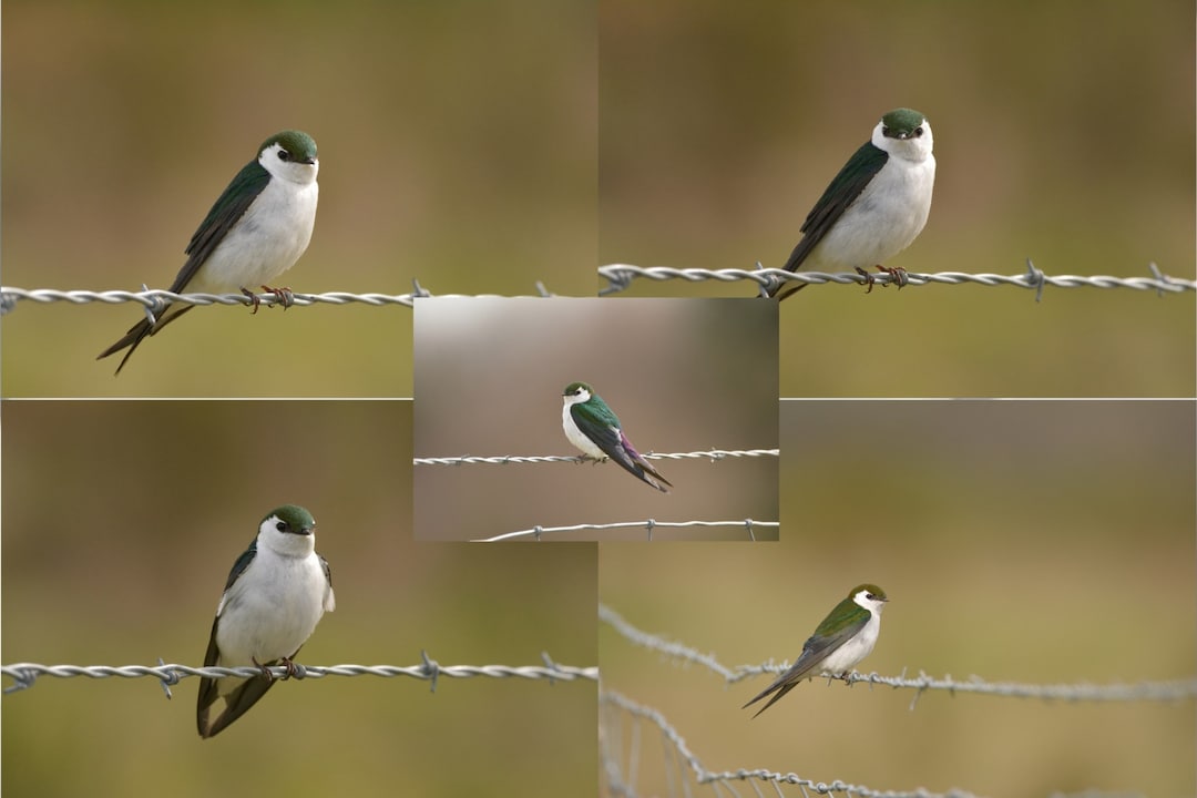 Violet-green Swallow (tachycineta Thalassina) - 5 Digital Photos ...