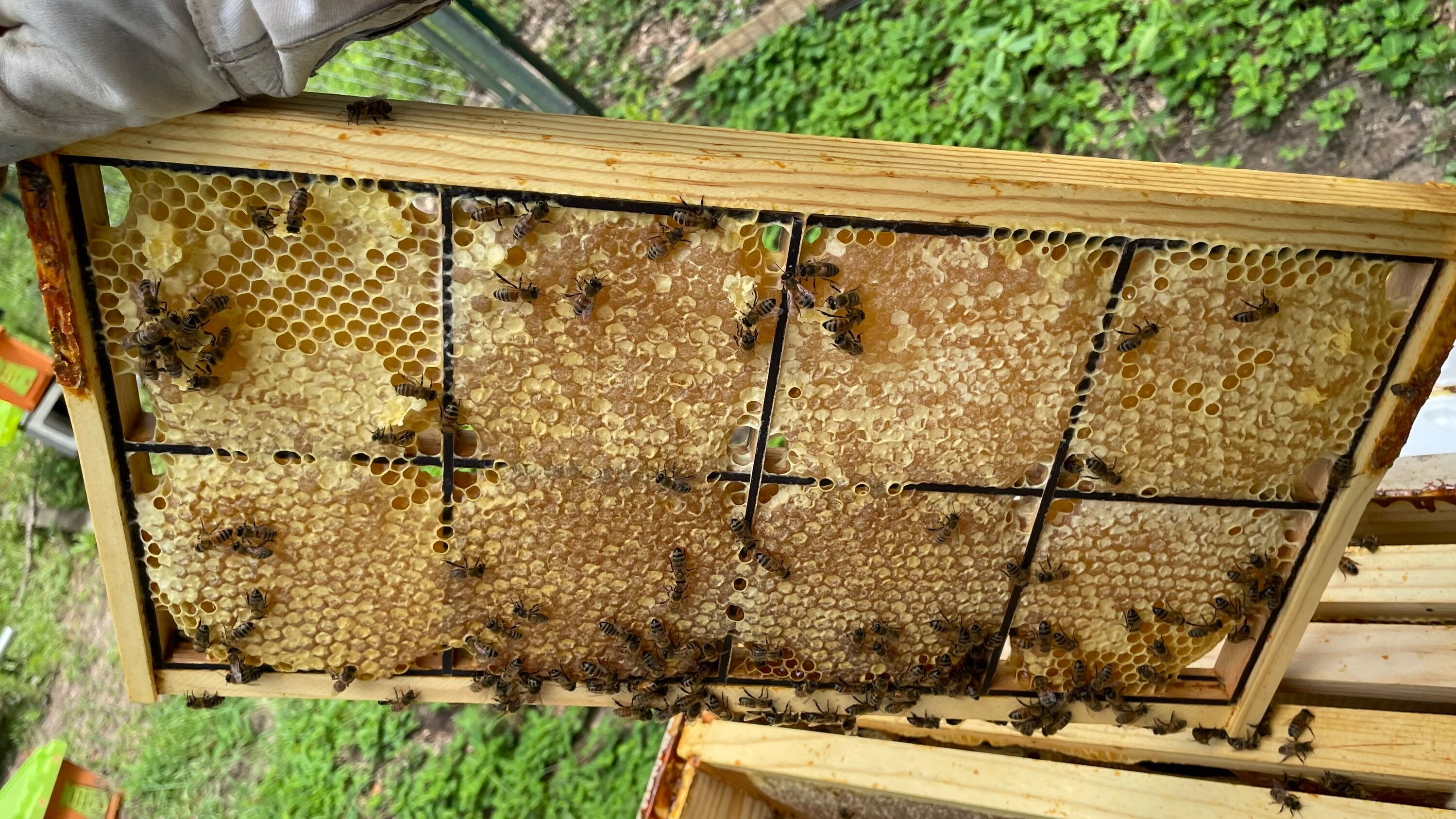 Beekeeping The Comb Assistant Medium Langstroth Pet Supplies etna.com.pe