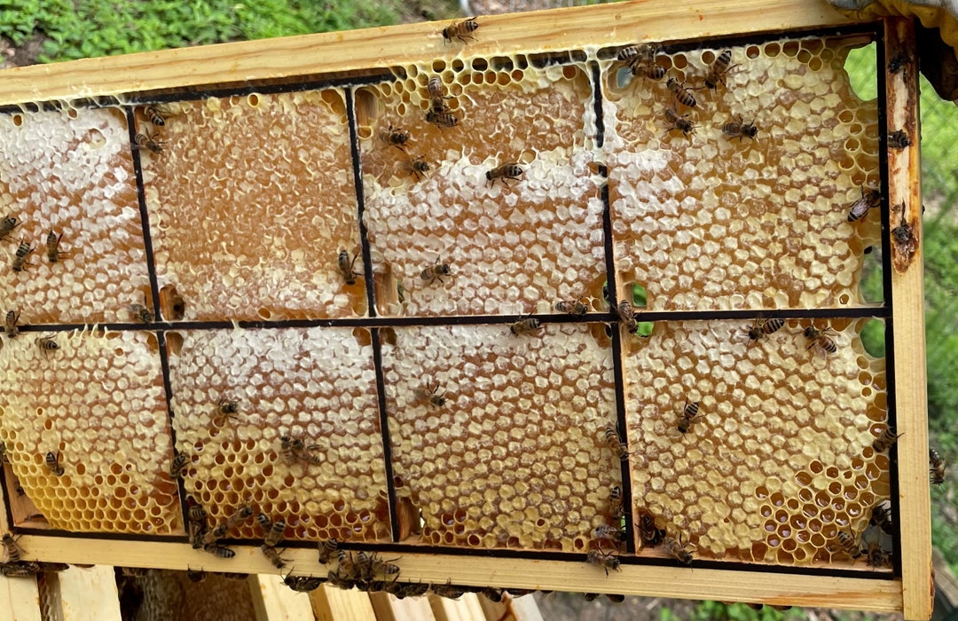 The Comb Assistant - Langstroth Frames - Etsy