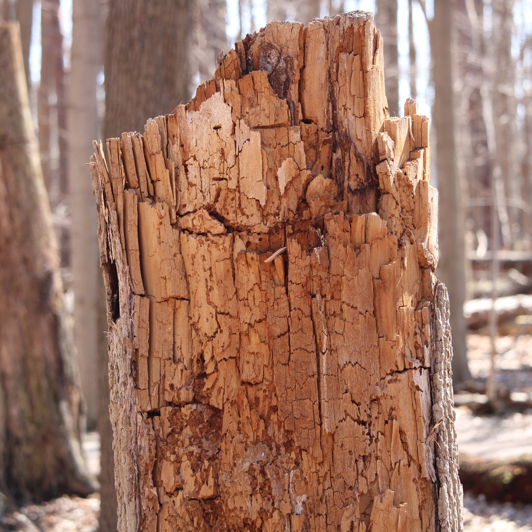 Redwood Tree Photograph, Framed Photo Art Print, Wildlife Photography ...
