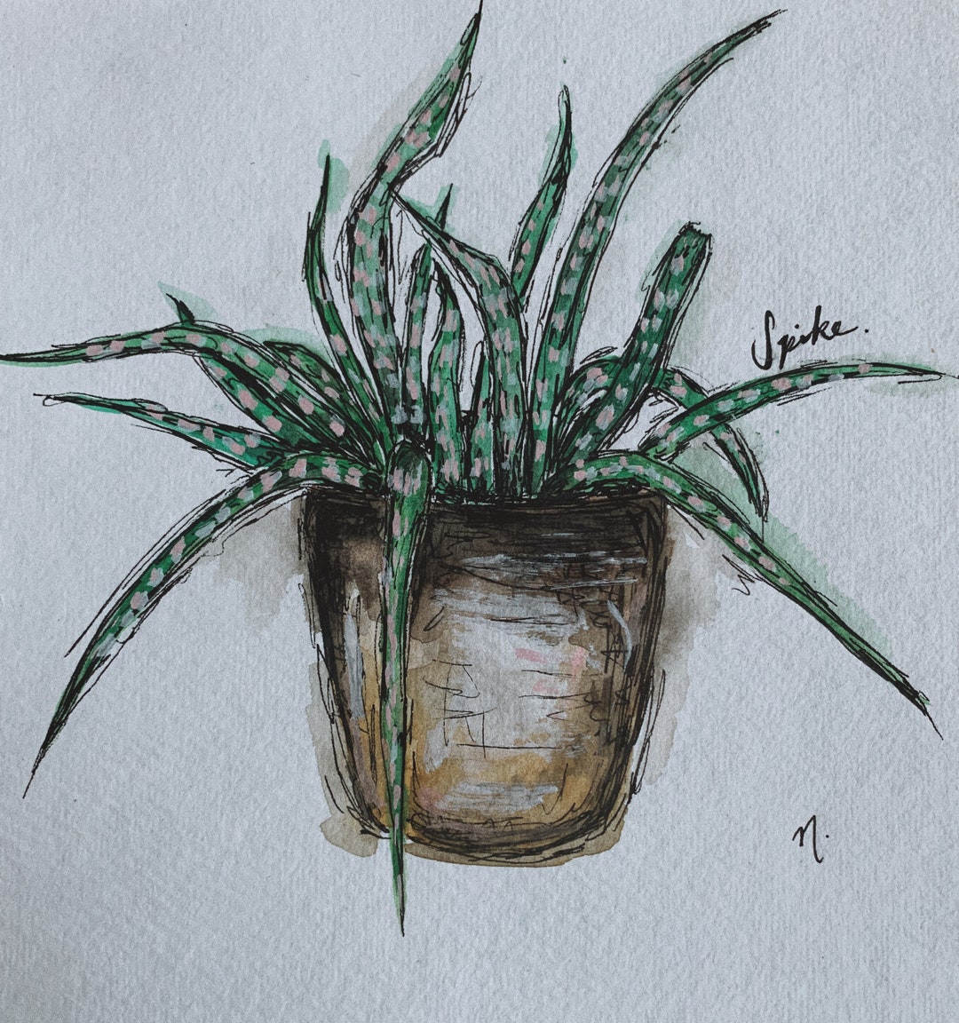 Spike Watercolour Painting of House Plants framed - Etsy