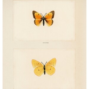 Butterfly Illustration Digital 7-pack · Butterfly and Moth Art Print ...