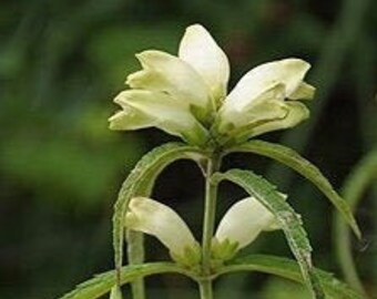 Seeds for Planting Chelone Glabra Seeds Turtlehead White - Etsy