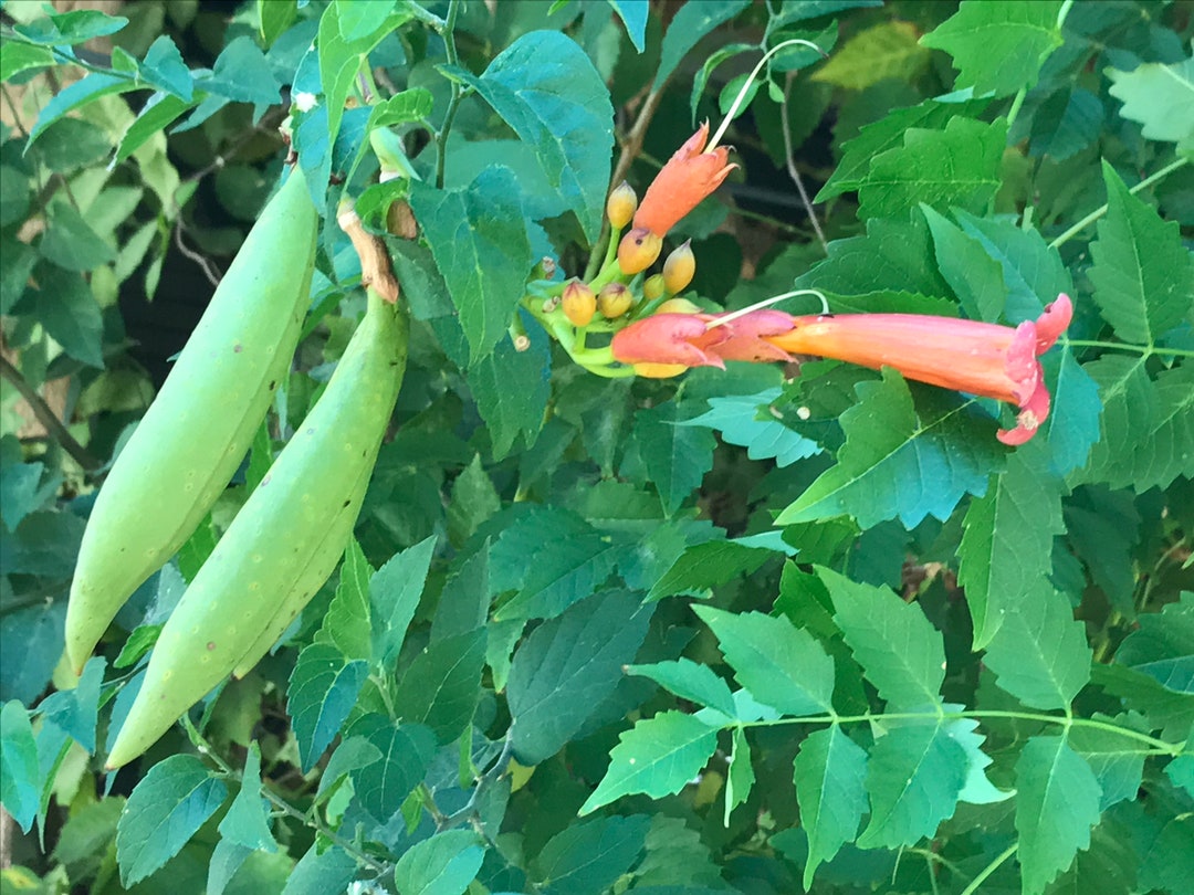 Seeds of Trumpet Vine or Creeper - Etsy