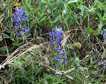 Maroon Bluebonnet Lupinus Texensis 125 Seeds - Etsy