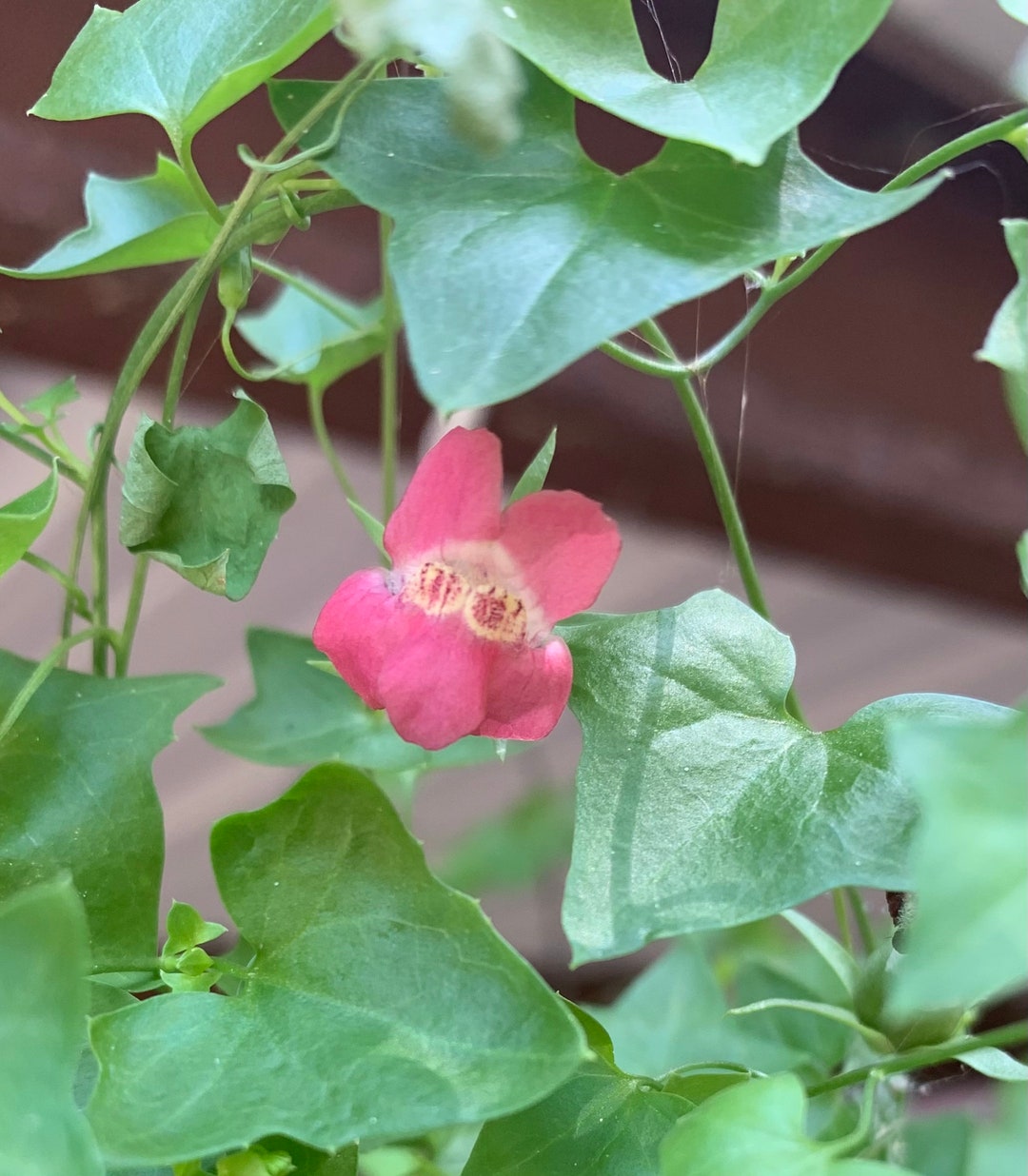 Climbing Snapdragon Seeds (maurandya Antirrhiniflora) - Etsy