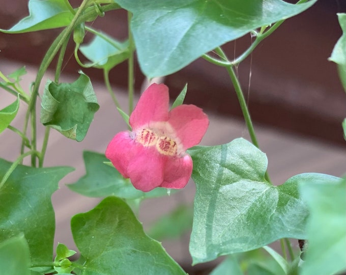Climbing Snapdragon Seeds (maurandya Antirrhiniflora) - Etsy