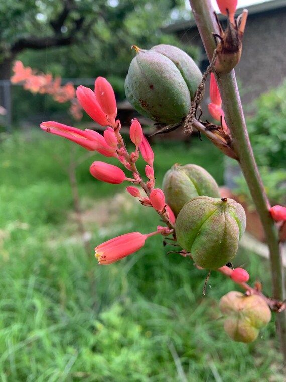 Seeds of Red Yucca hesperaloe Sp. - Etsy