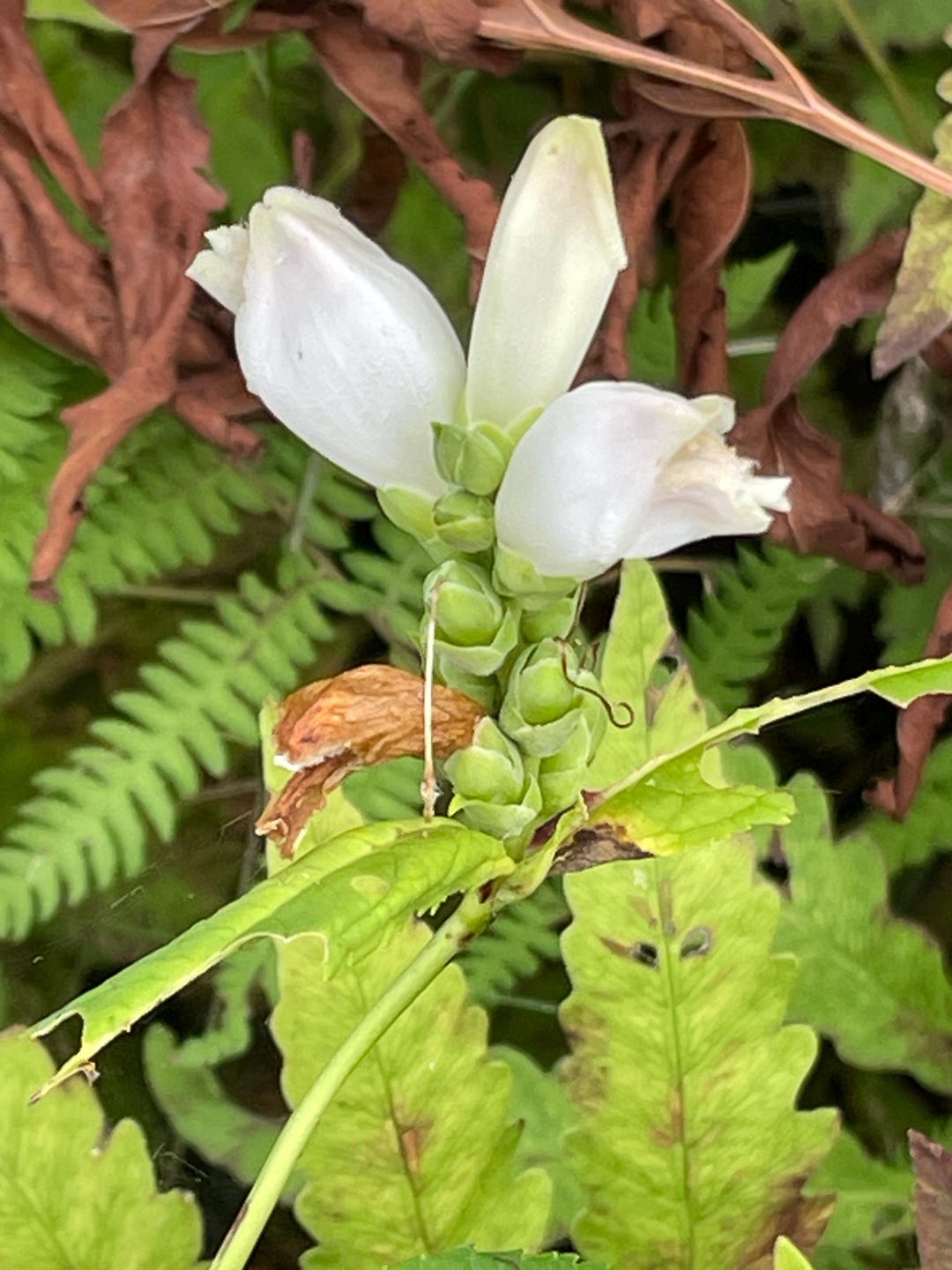 Seeds of White Turtlehead (chelone Glabra) - Etsy