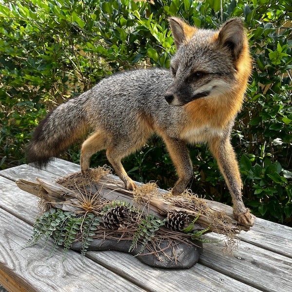 Fox Taxidermy - Etsy