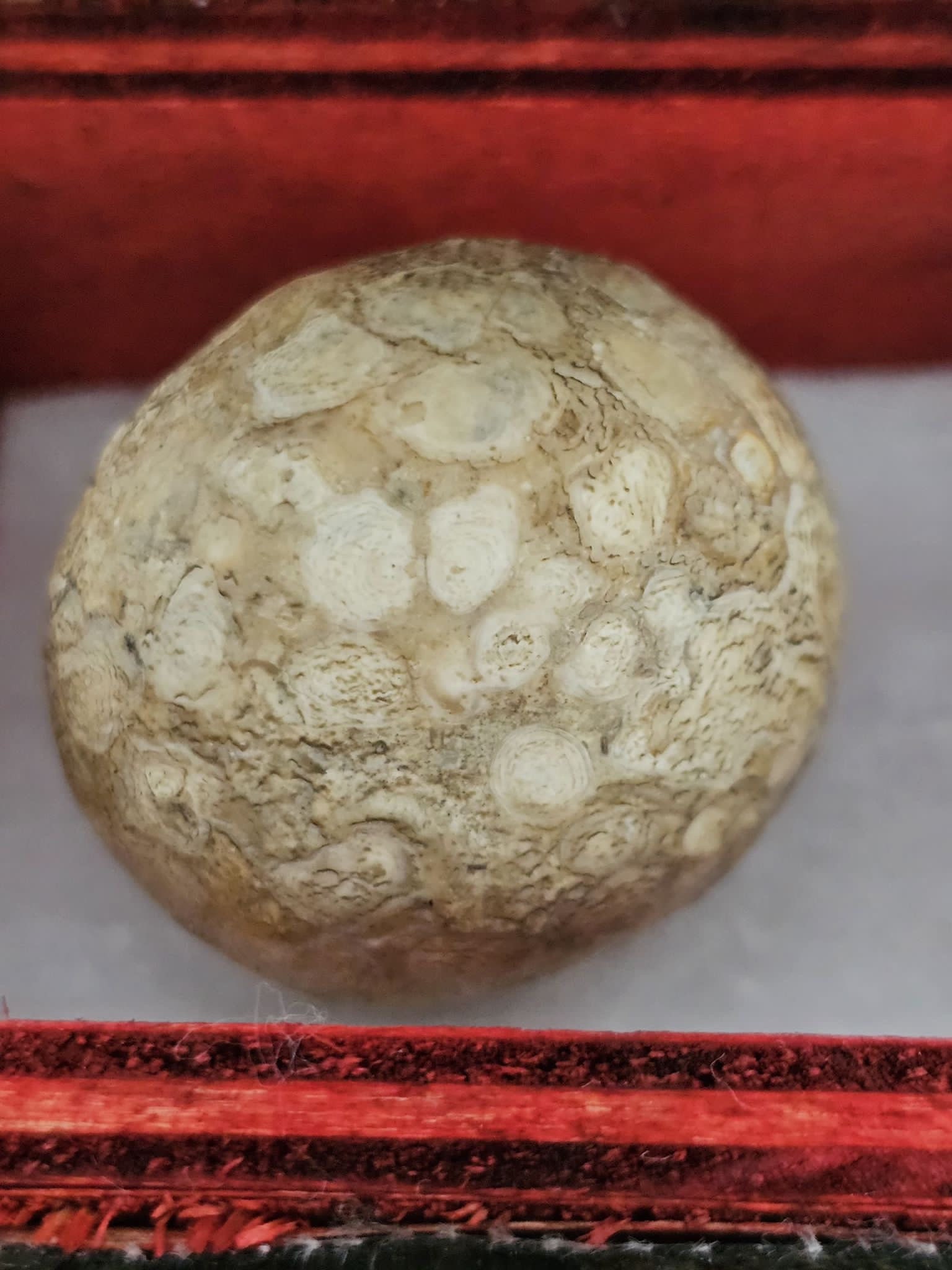 TWO RARE RELICS - Angelic Queen Crocodile Guardian With 7 Warrior ...