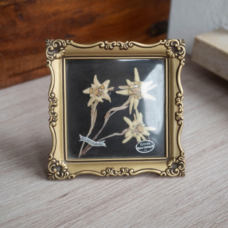 Edelweiss Flowers - Etsy