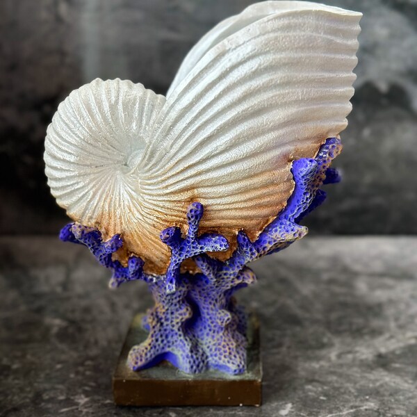 Large Mussel Shells - Etsy