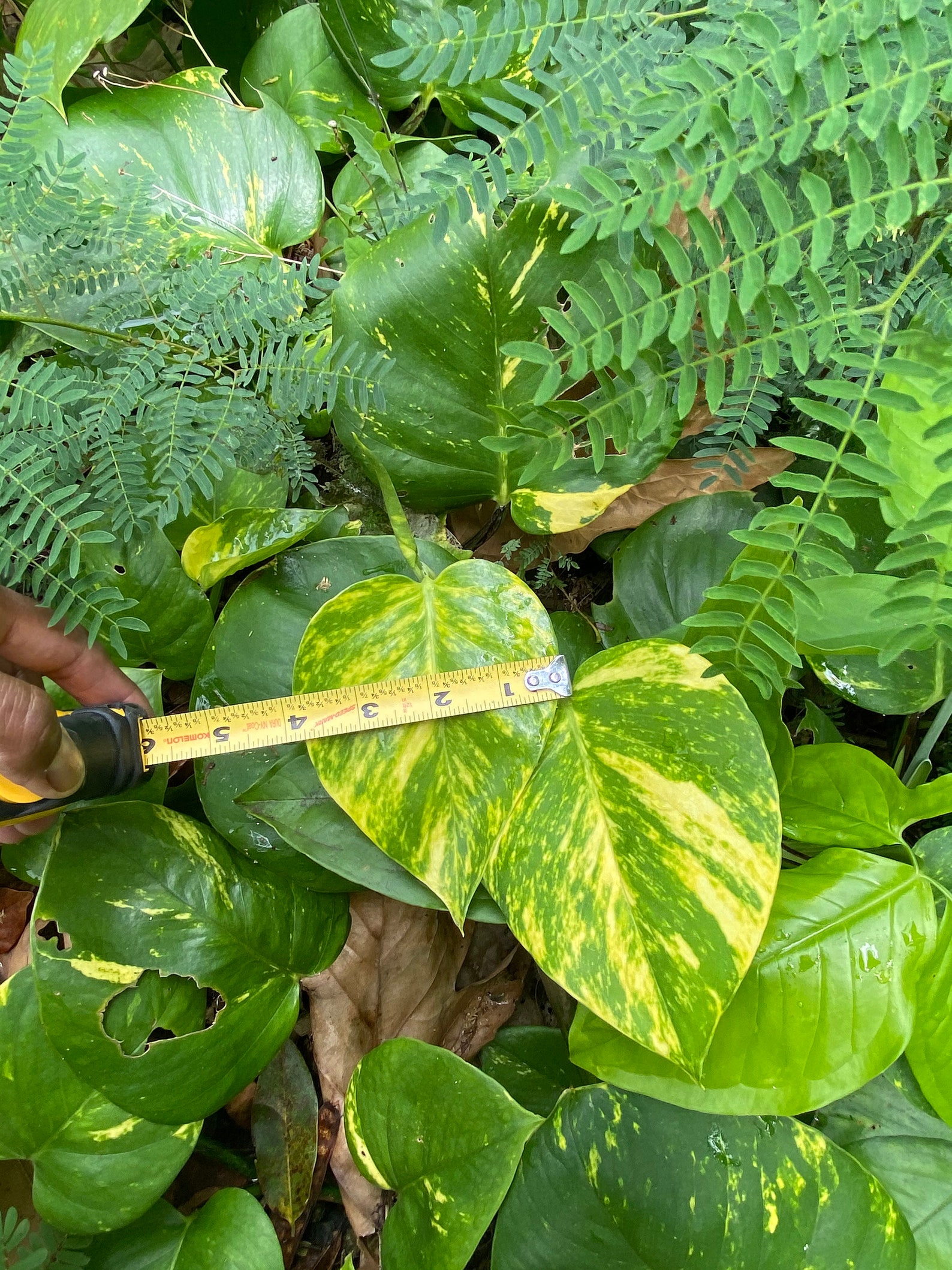 Giant Hawaiian Pothos shipped From Hawaii - Etsy