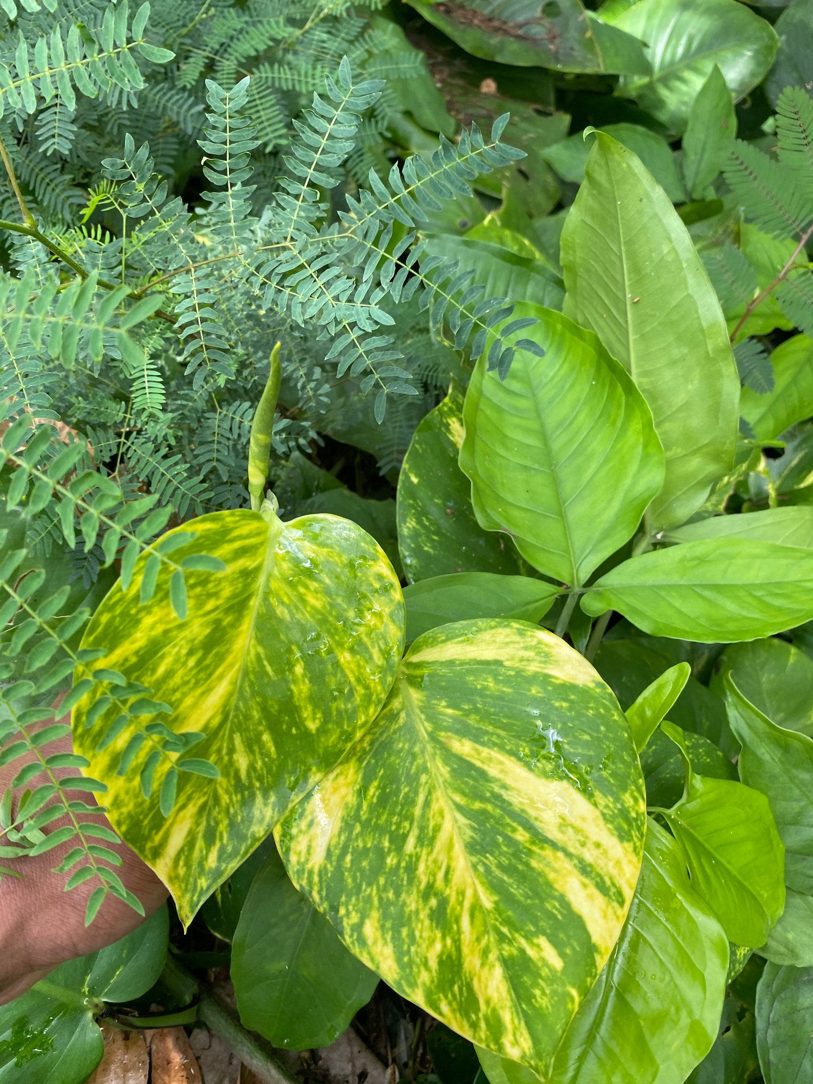 Giant Hawaiian Pothos shipped From Hawaii - Etsy