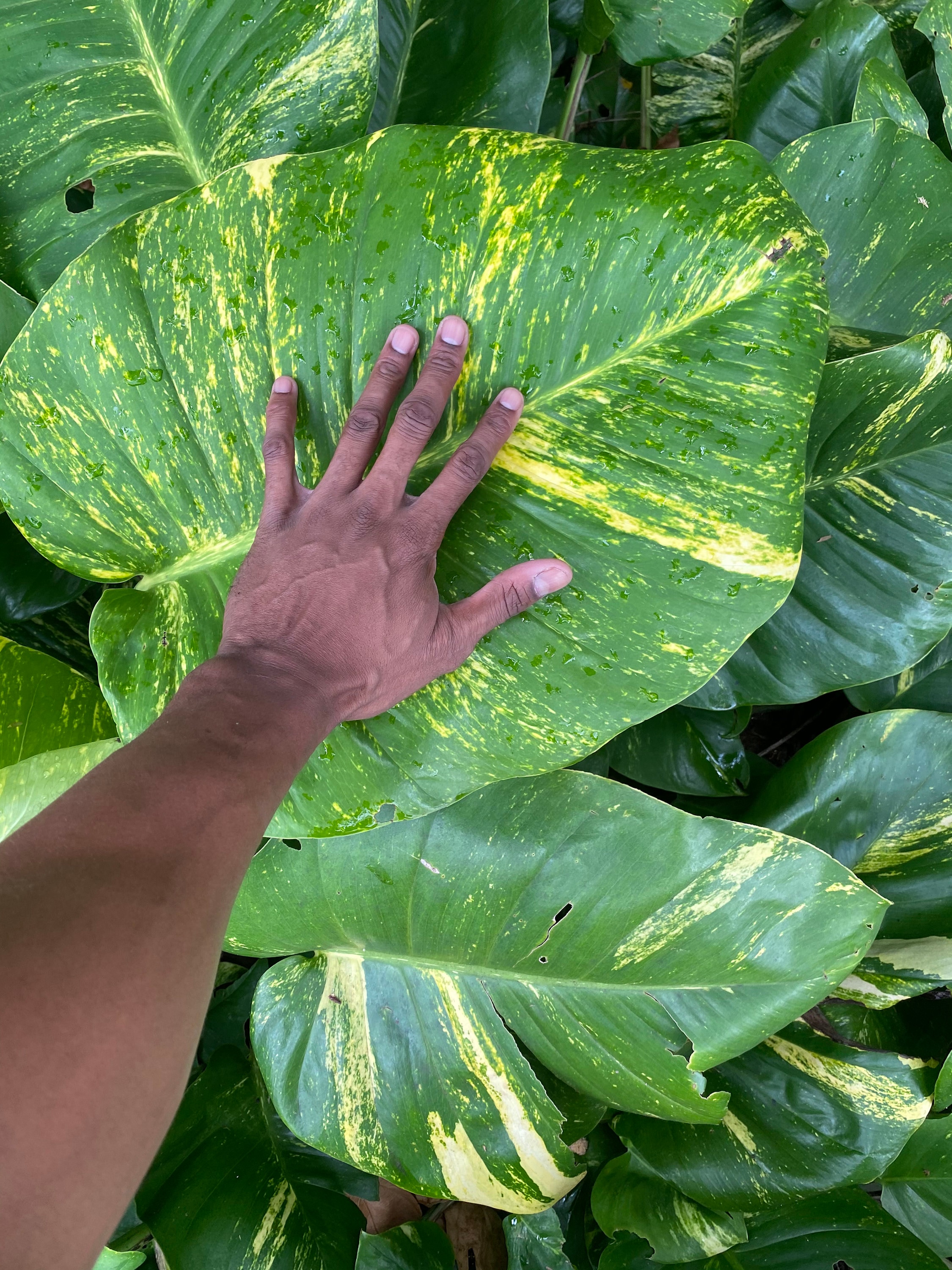 Giant Hawaiian Pothos (shipped From Hawaii!!) - Etsy